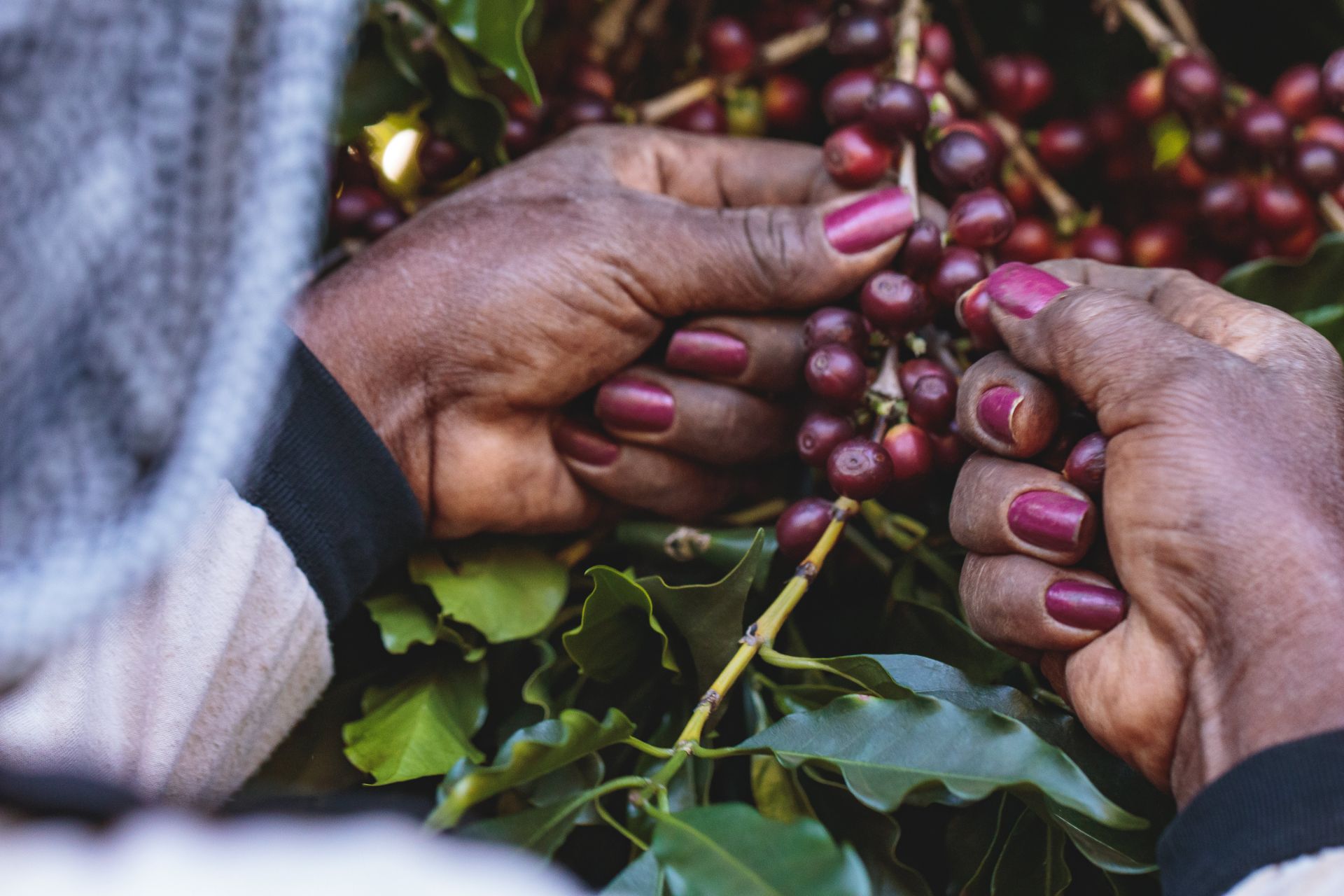 Django BIO | 500g | V60 / Filter | DB500v60